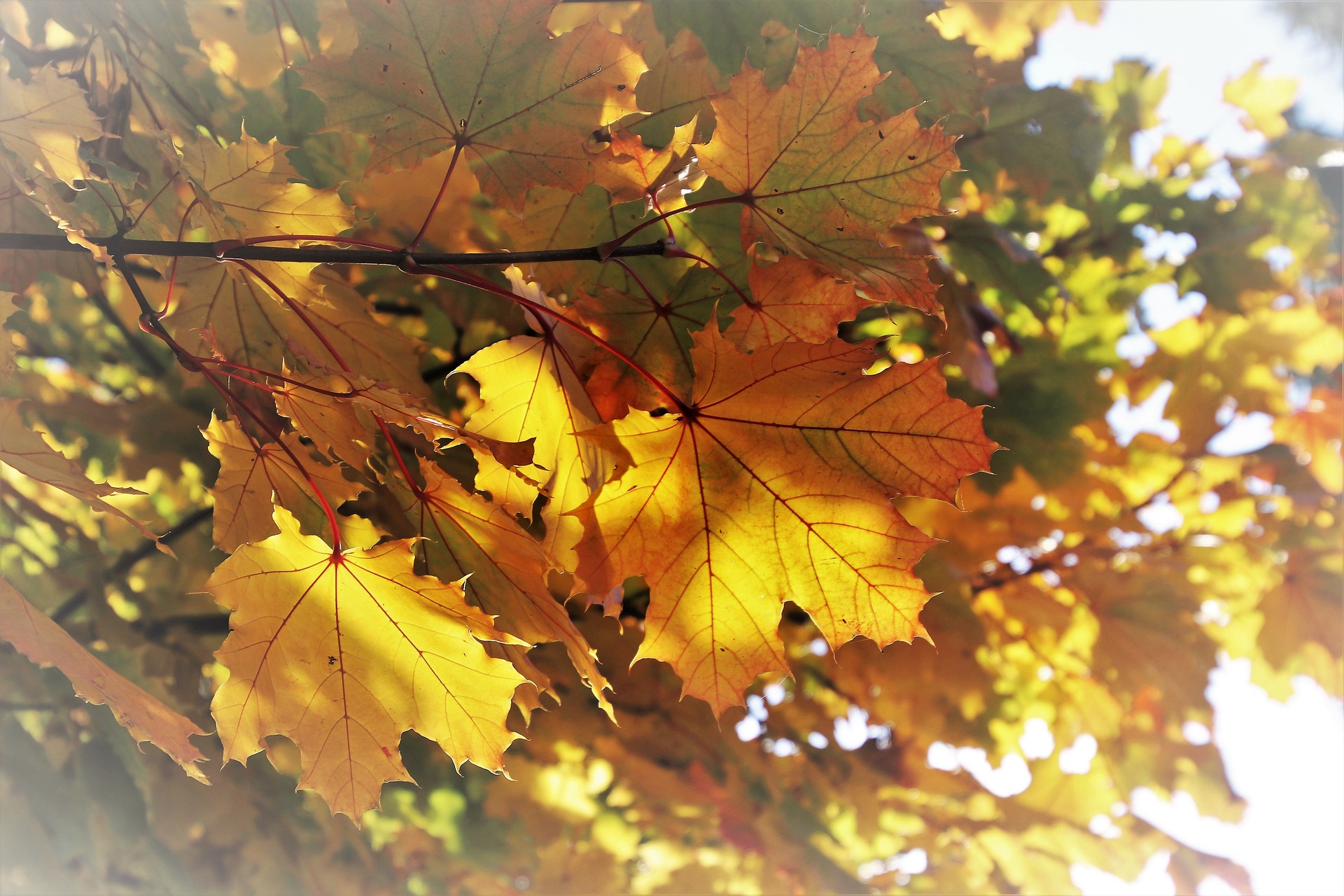 Stepping into a garden of Autumn nostalgia