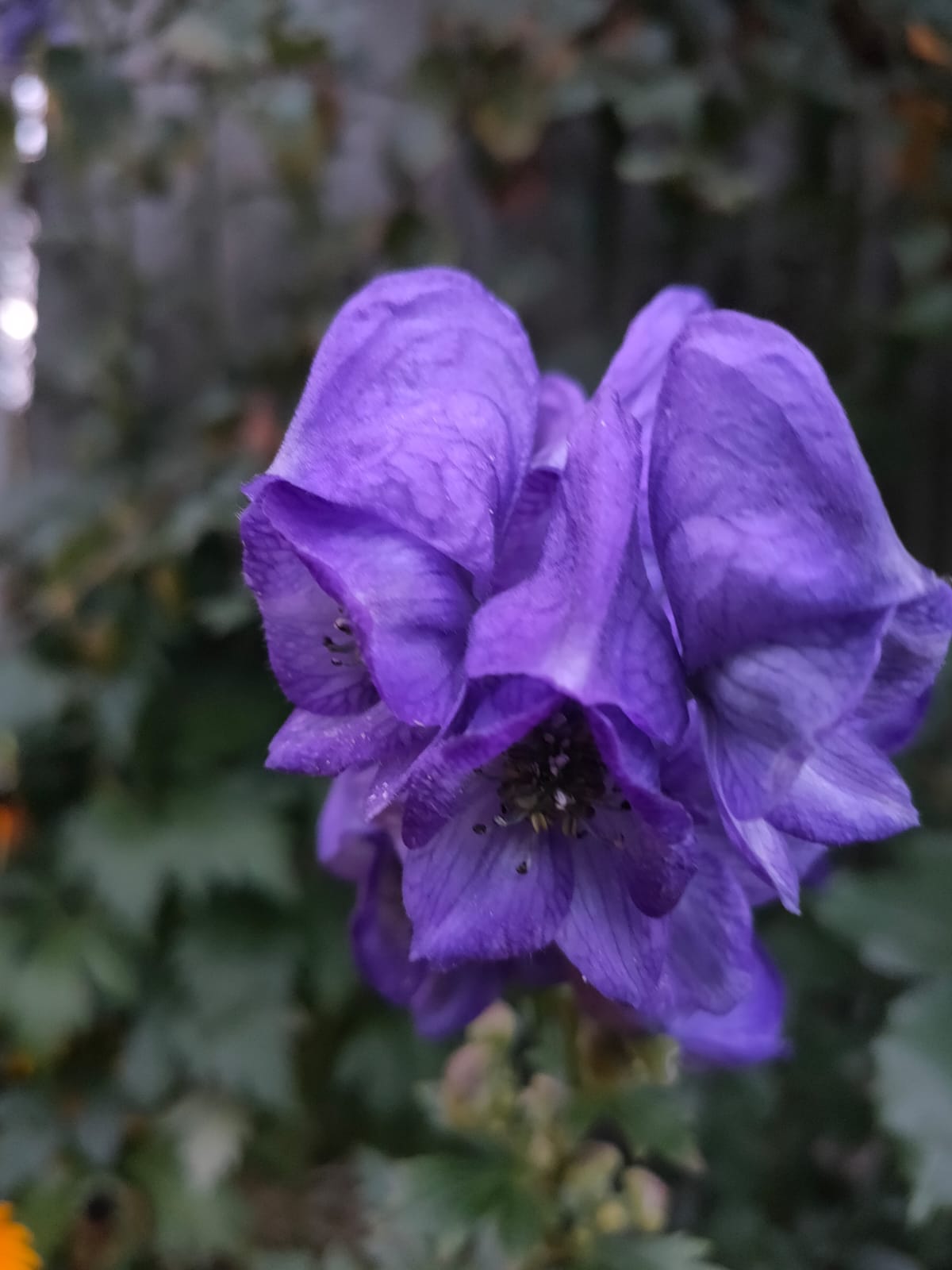 Monkshood - A Flower With A Hood. - Bizzybee-Garden-Market