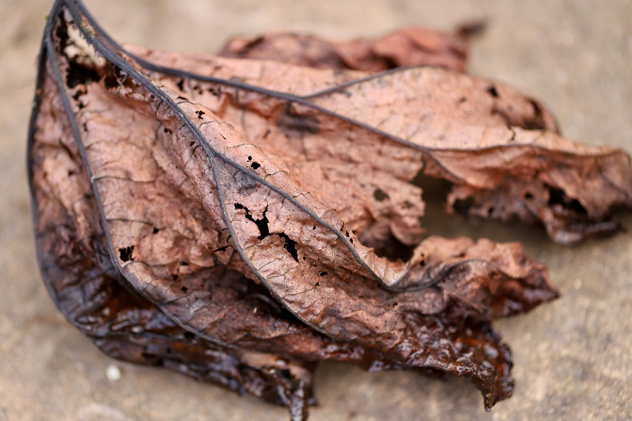 Leaf Compost - Bizzybee-Garden-Market